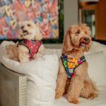 New Britto Brand 2023 - Britto.com